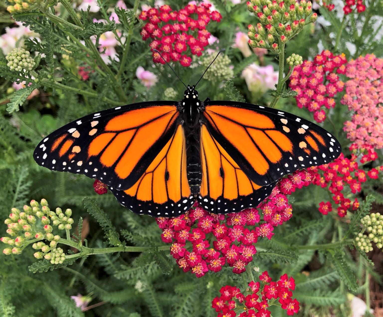 Monarch Butterfly Identification Guide The National Wildlife monarch-butterfly-identification-guide-the-national-wildlife
