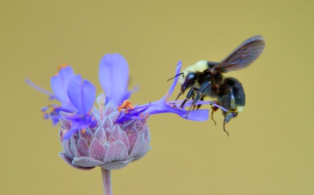 Seven Species that Need You to Leave the Leaves - The National Wildlife Federation Blog