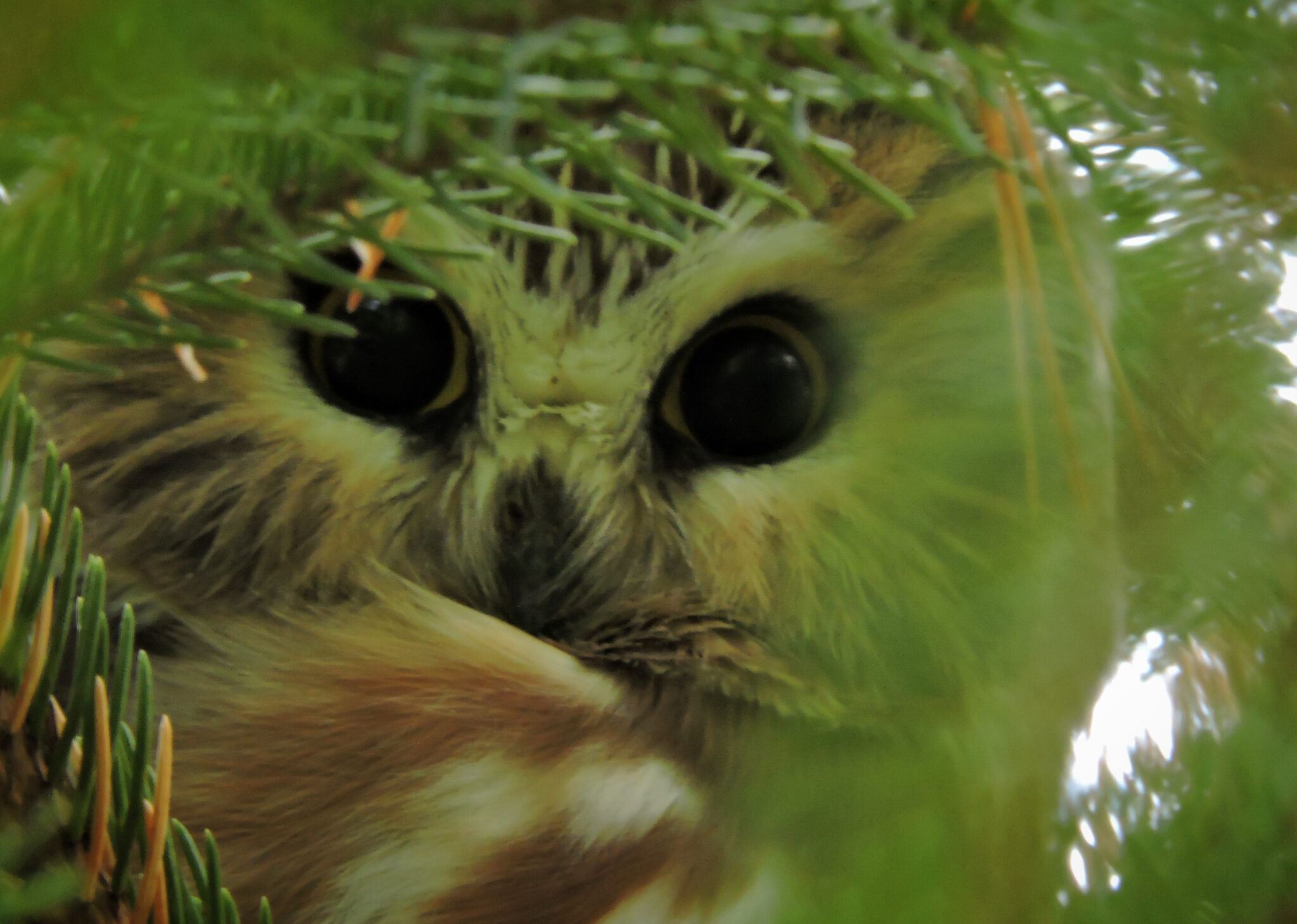 Creepy creatures or forest friends? - The National Wildlife Federation Blog