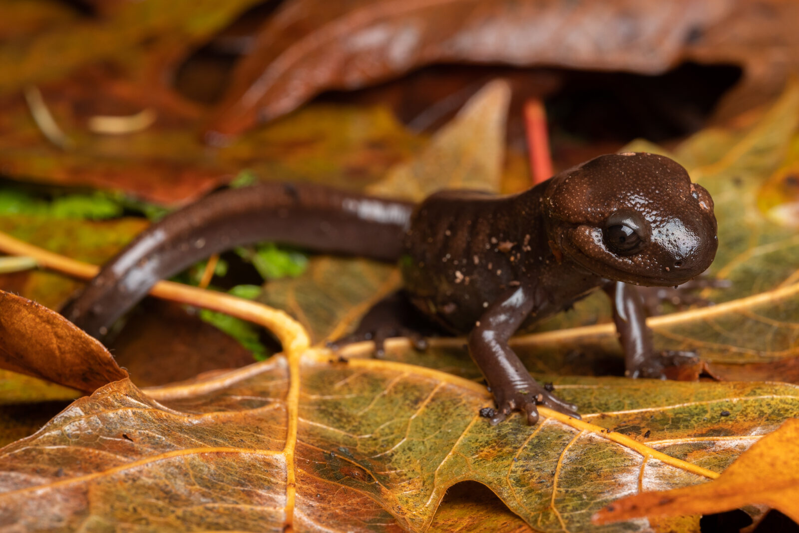 Seven Species that Need You to Leave the Leaves - The National Wildlife ...