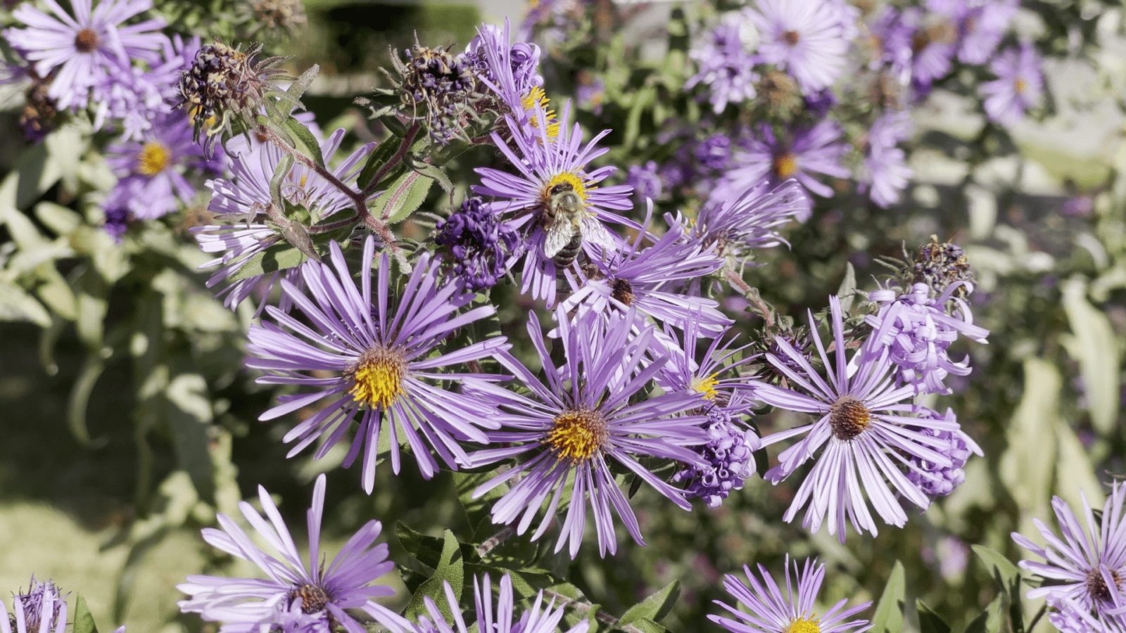 Building Detroit’s Green Future - The National Wildlife Federation Blog