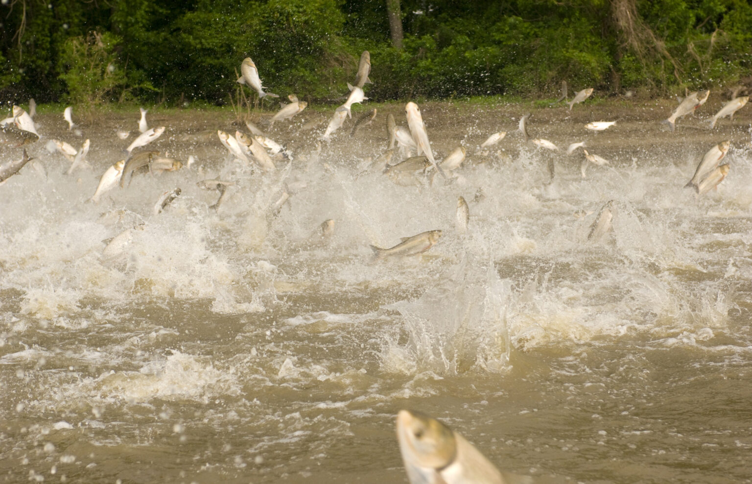 Invasive Carp Project Faces Potential Delays - The National Wildlife ...