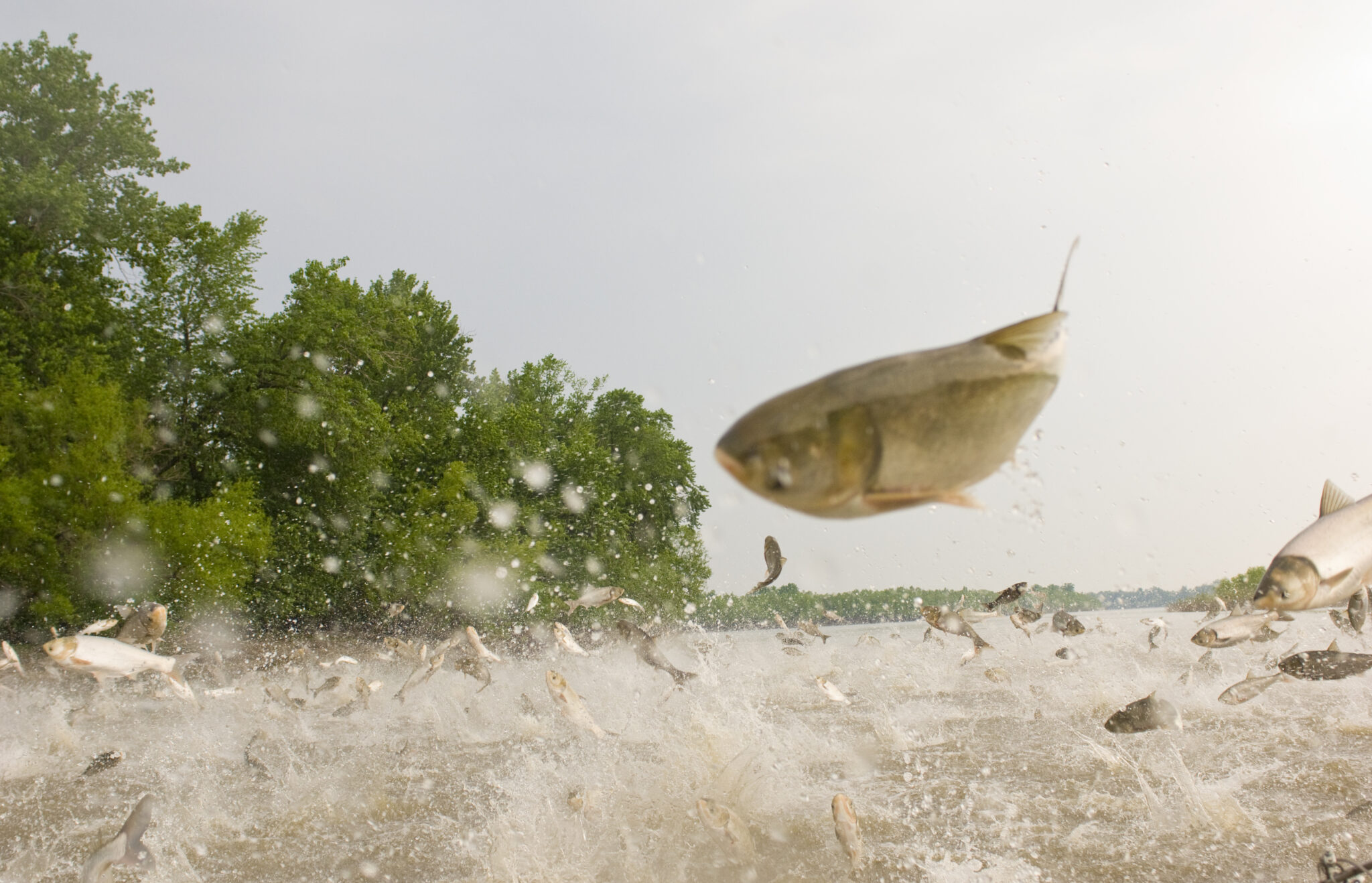 Invasive Carp Project Faces Potential Delays - The National Wildlife ...