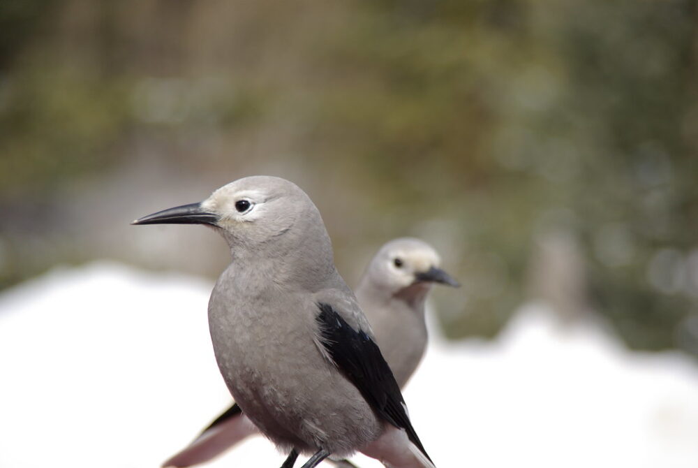 Survival of the Coolest - The National Wildlife Federation Blog