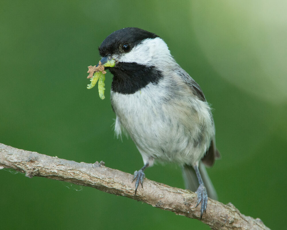 Building Wildlife Havens, One Oak at a Time - The National Wildlife ...
