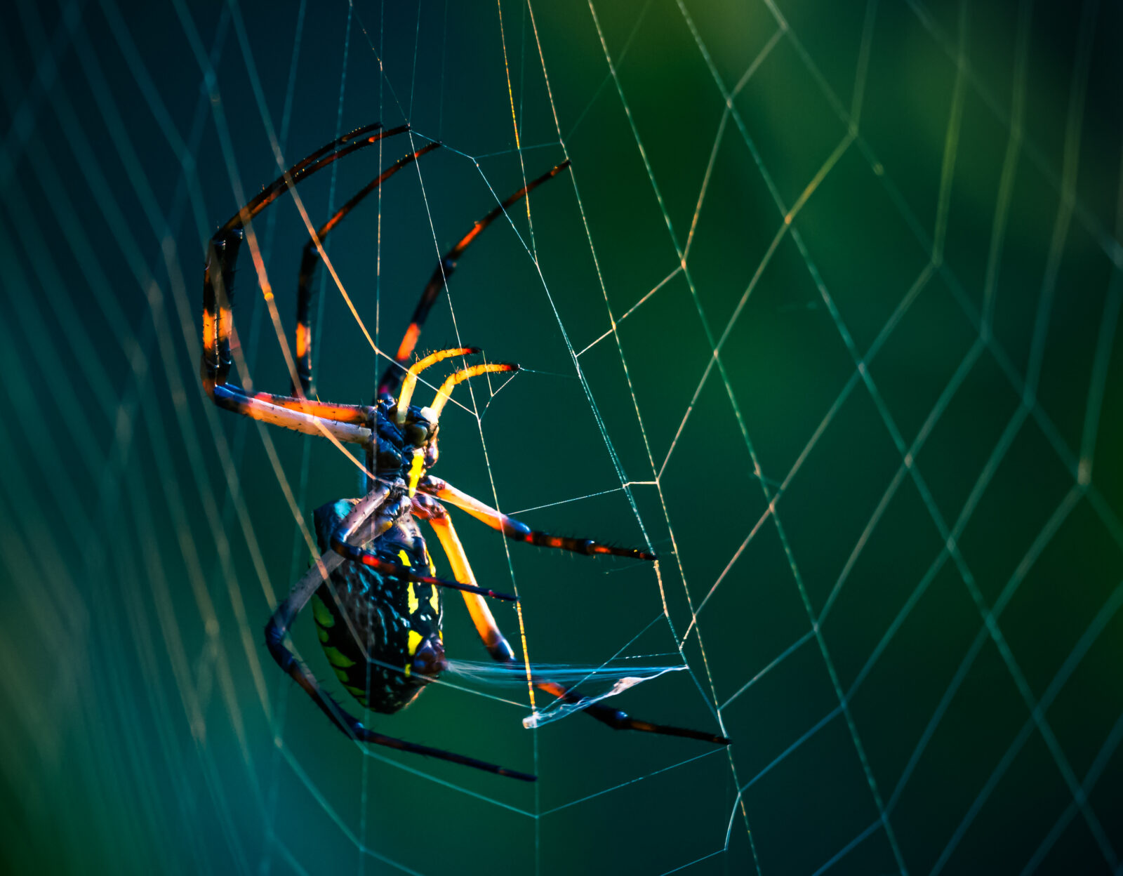 Spider-Man vs. the Real Deal: Spider Powers - The National Wildlife ...