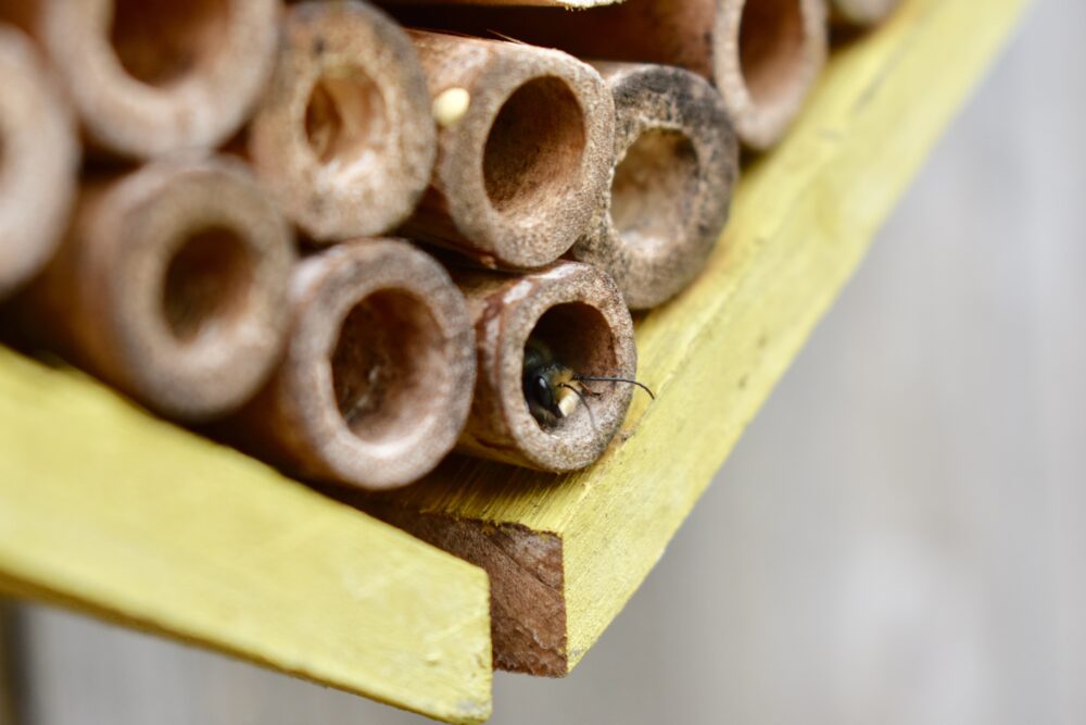 So You Want to Get a Bee House... - The National Wildlife Federation Blog