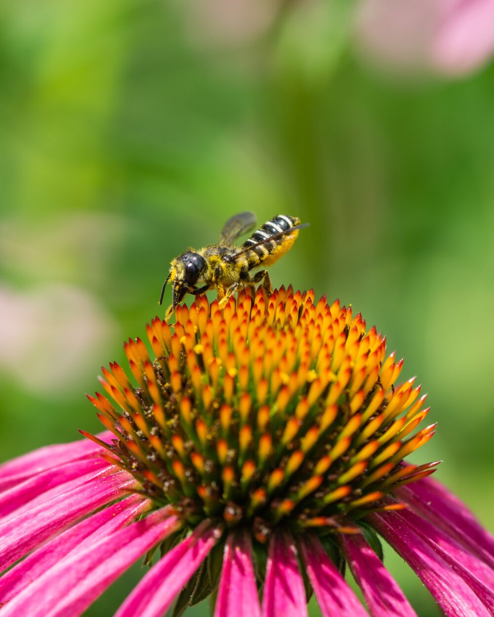 So You Want to Get a Bee House... - The National Wildlife Federation Blog