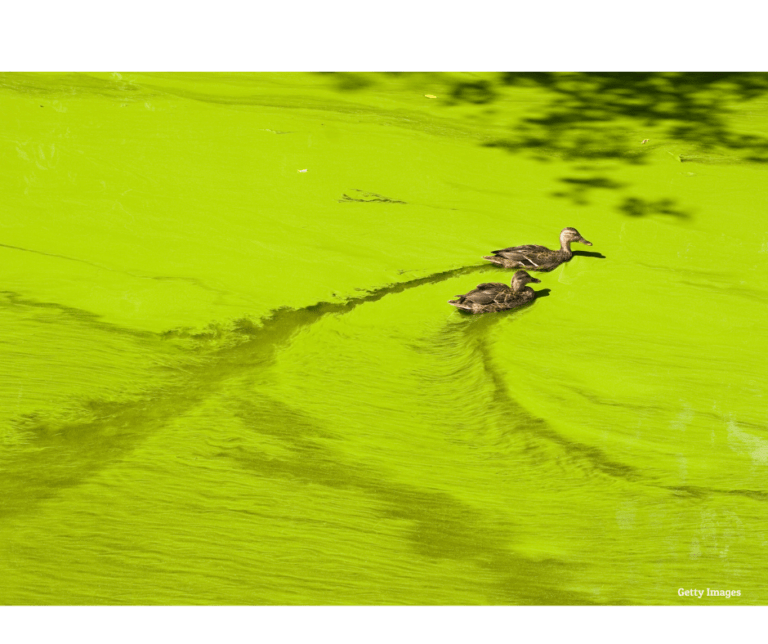 12 Things to Know about Mistletoe - The National Wildlife Federation Blog