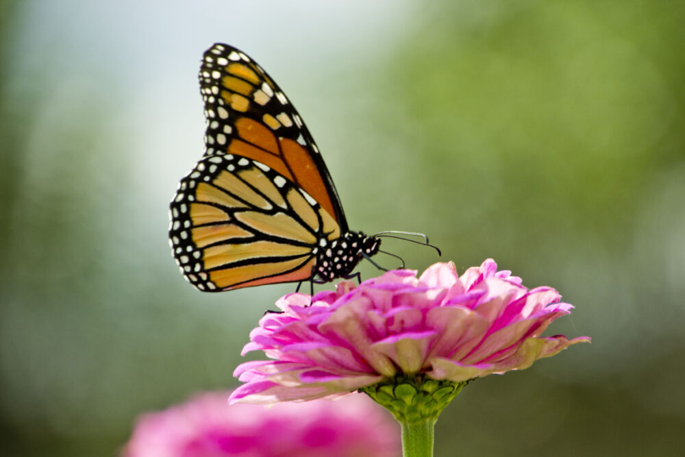 Generations of Environmentalists Protecting the Four Generations of ...