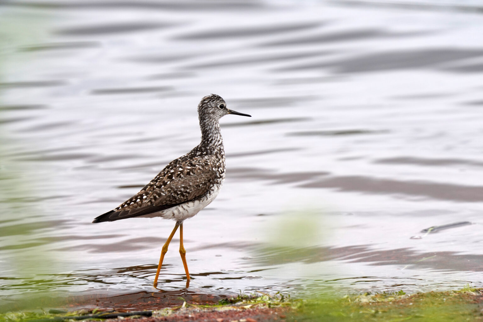 Eight Wild Animal Species the Pilgrims Ate—and How They Are Today - The ...