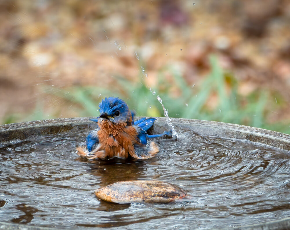 Beat the Heat: Providing Water for Wildlife in Your Garden - The ...