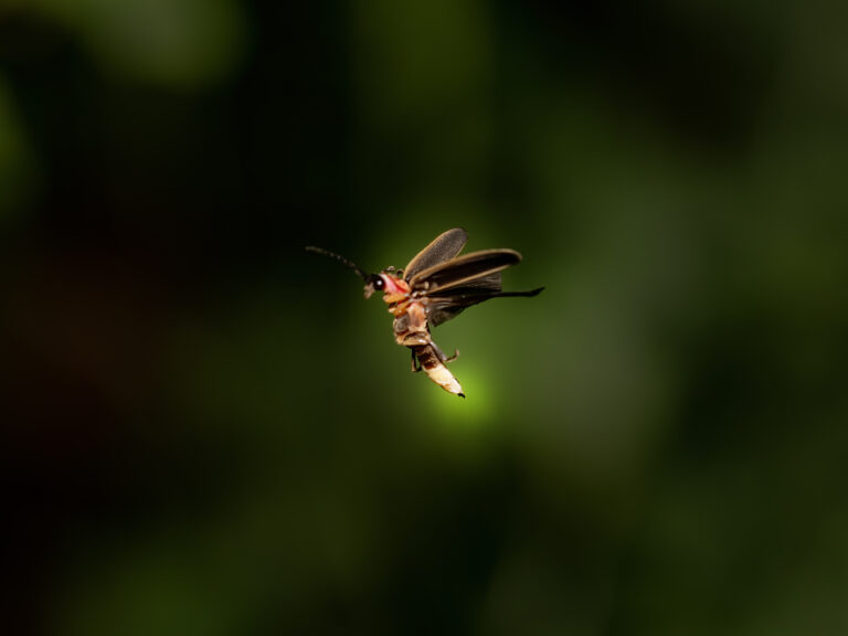 5 Ways to Support Fireflies in Your Yard - The National Wildlife ...