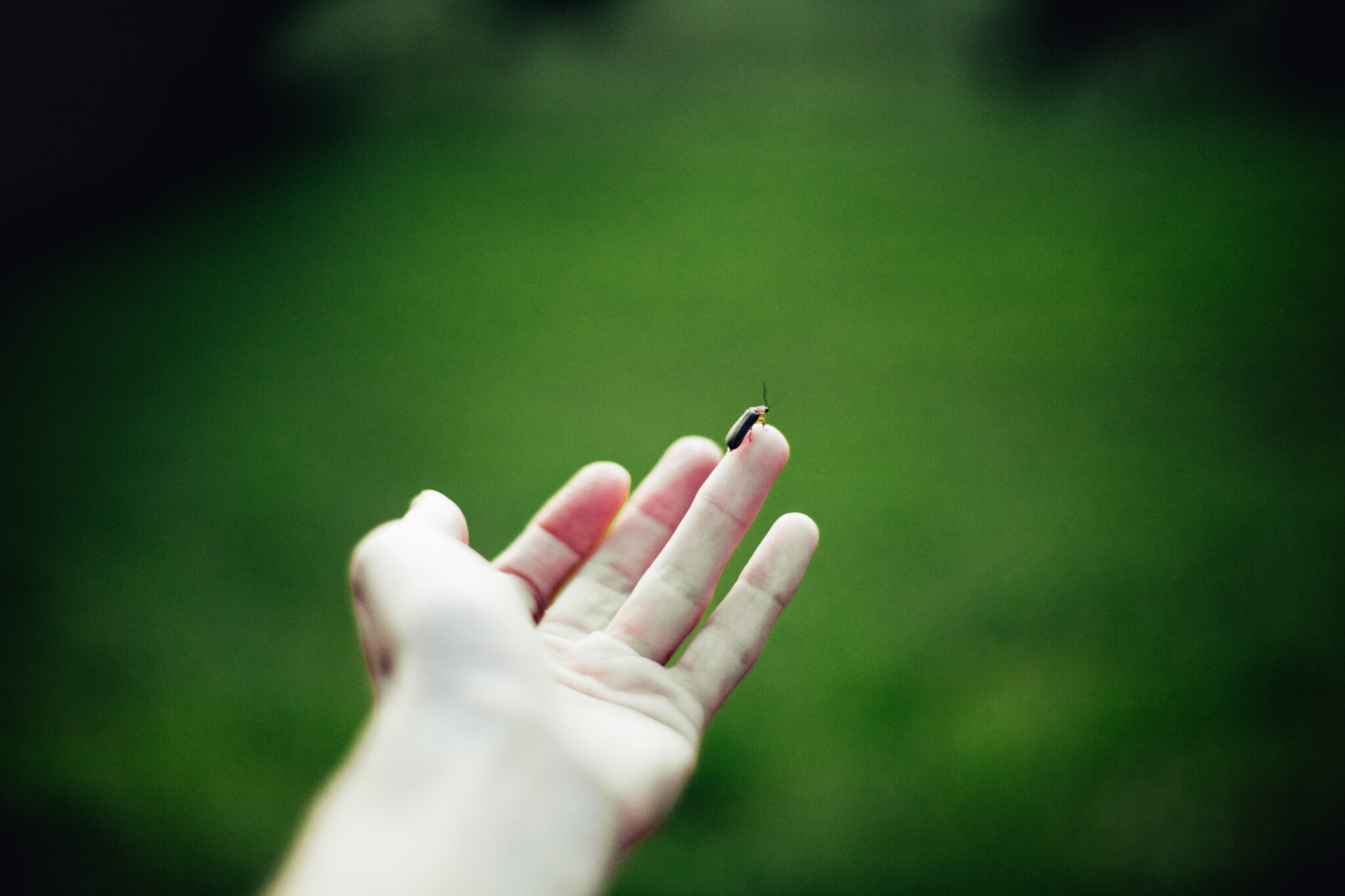 5 Ways to Support Fireflies in Your Yard - The National Wildlife ...