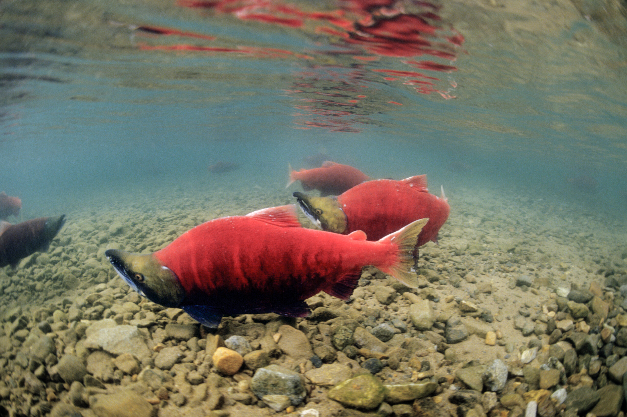 Rethinking Hydropower to Restore Northwest Rivers - The National ...