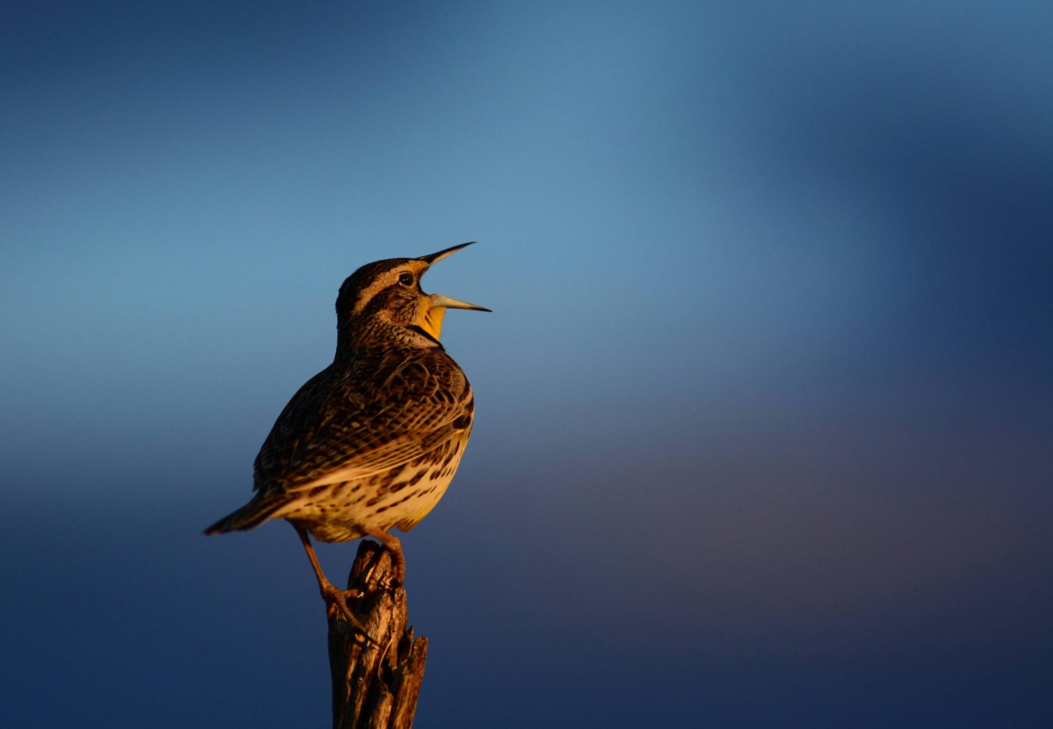 Grasslands: A Disappearing Ecosystem - The National Wildlife Federation ...