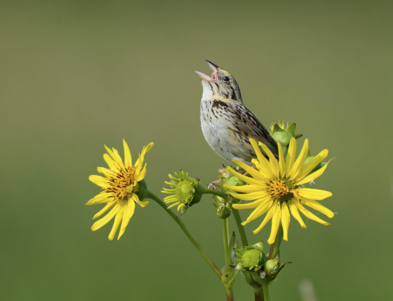 Grasslands: A Disappearing Ecosystem - The National Wildlife Federation ...