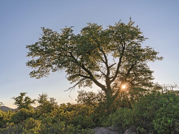 Protect Oak Flat: How to Help - The National Wildlife Federation Blog
