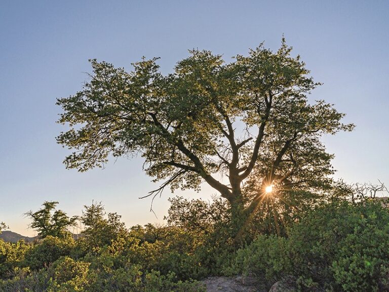 Protect Oak Flat: How to Help - The National Wildlife Federation Blog