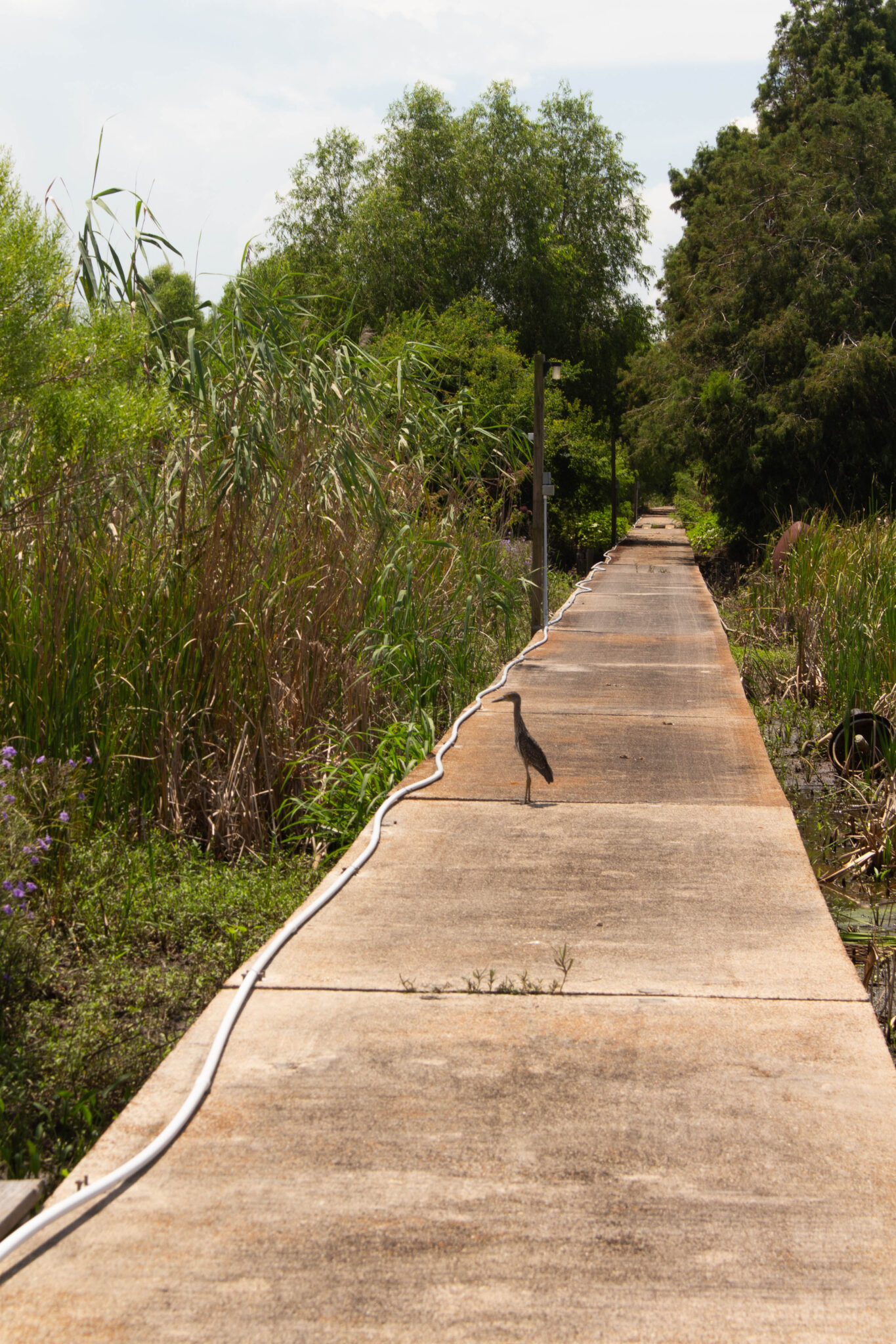 Flora and Fauna in the Bird’s Foot Delta: Looking Forward - The ...