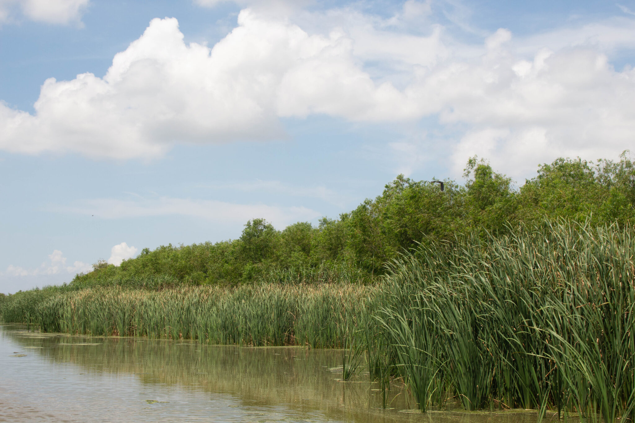 Flora and Fauna in the Bird’s Foot Delta: Looking Forward - The ...