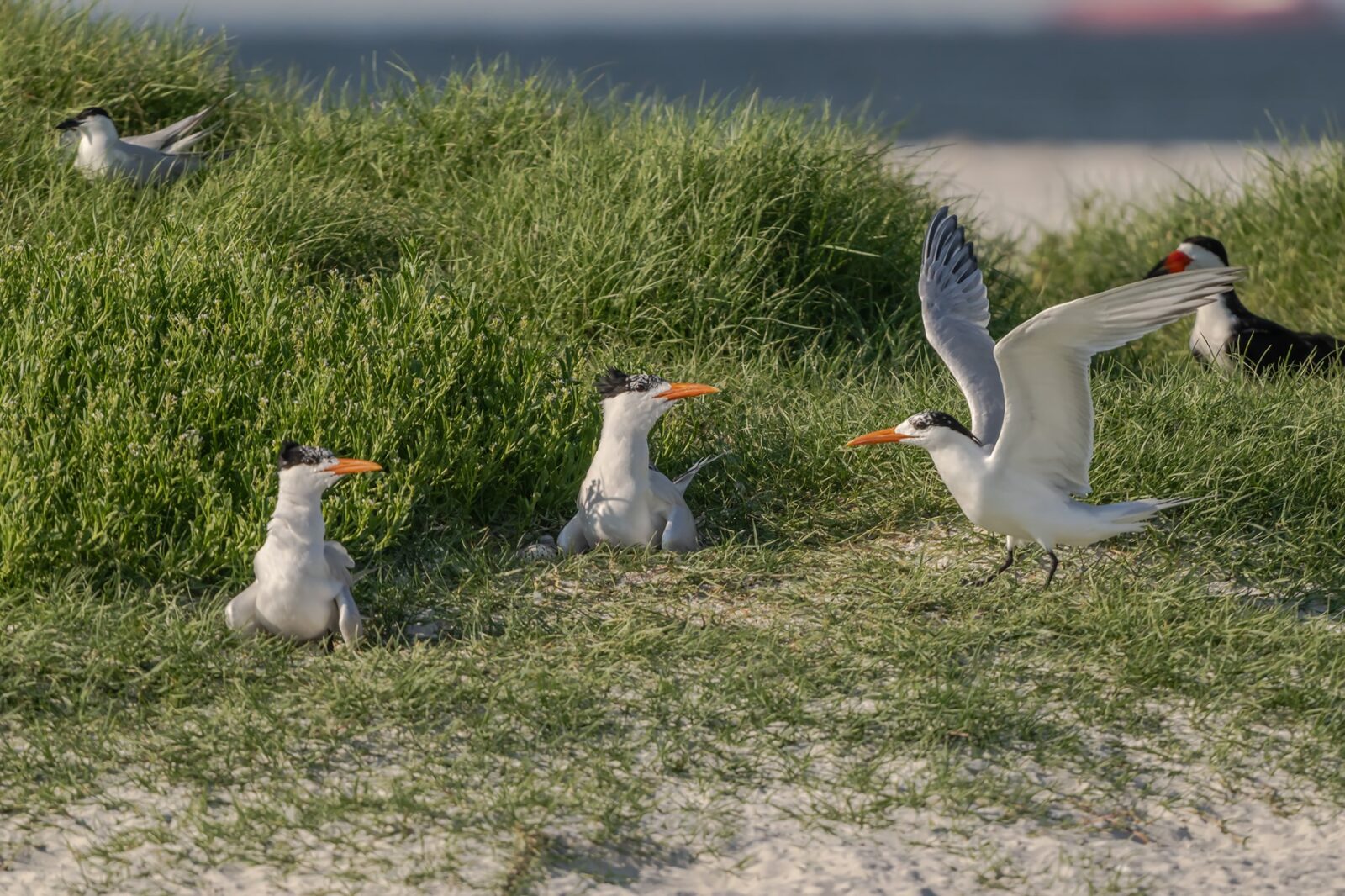 Gulf Coast Beaches: Let's Get Wild! - The National Wildlife Federation Blog