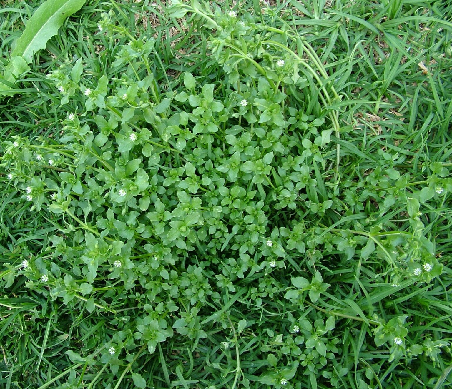 Wild Horses of Assateague: A Naturalized Species - The National ...