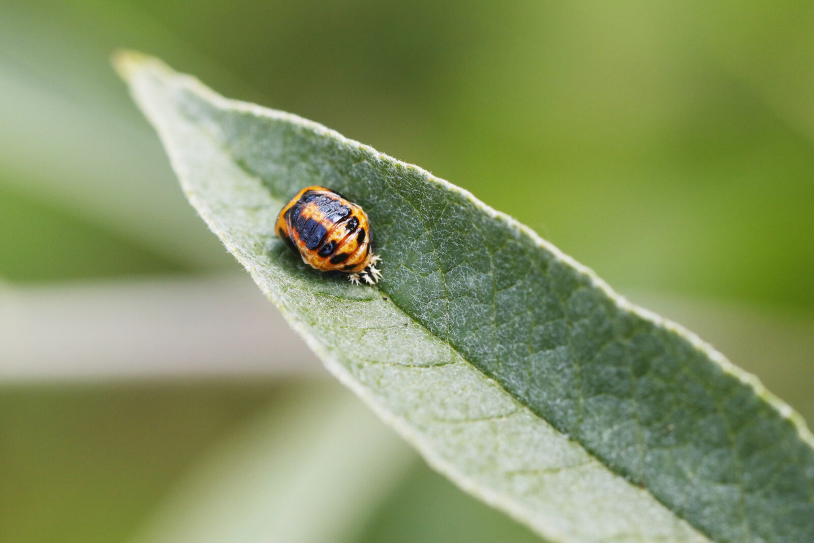 Insects: Gotta Catch ‘Em All - The National Wildlife Federation Blog