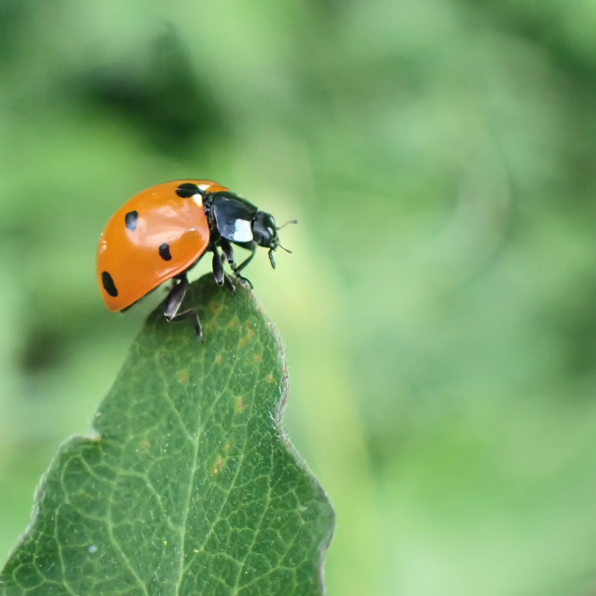 Insects: Gotta Catch ‘Em All - The National Wildlife Federation Blog