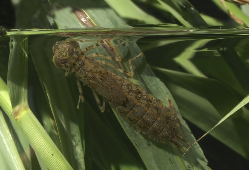 Insects: Gotta Catch ‘Em All - The National Wildlife Federation Blog