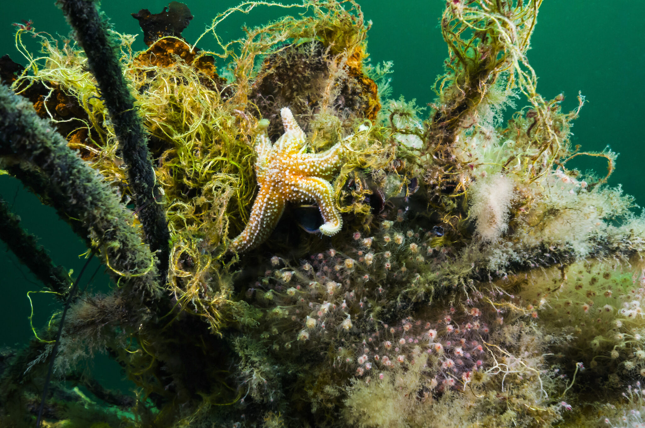 Five Tips to Help Frogs and Toads in Your Yard - The National Wildlife ...