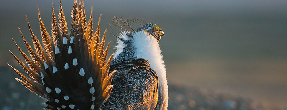 Why the 2024 Farm Bill Can't Wait - The National Wildlife Federation Blog