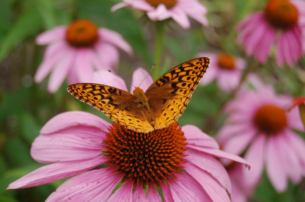 5 New Year’s Resolutions for Your Garden - The National Wildlife ...