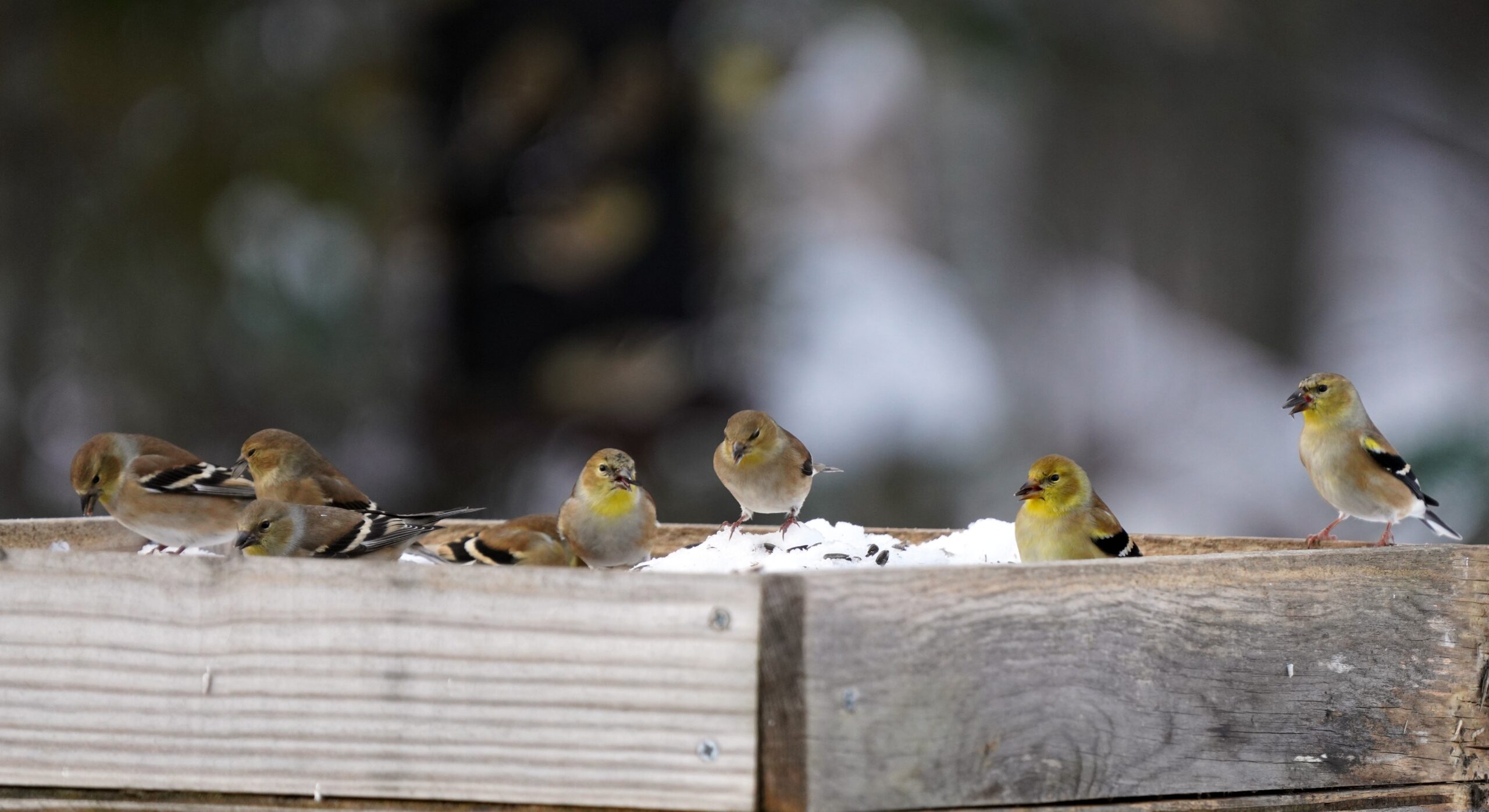 2025 NWF Education & Engagement Youth Advisory Council - The National ...