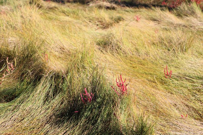 Discovering Coastal Resilience in the Great Marsh - The National ...