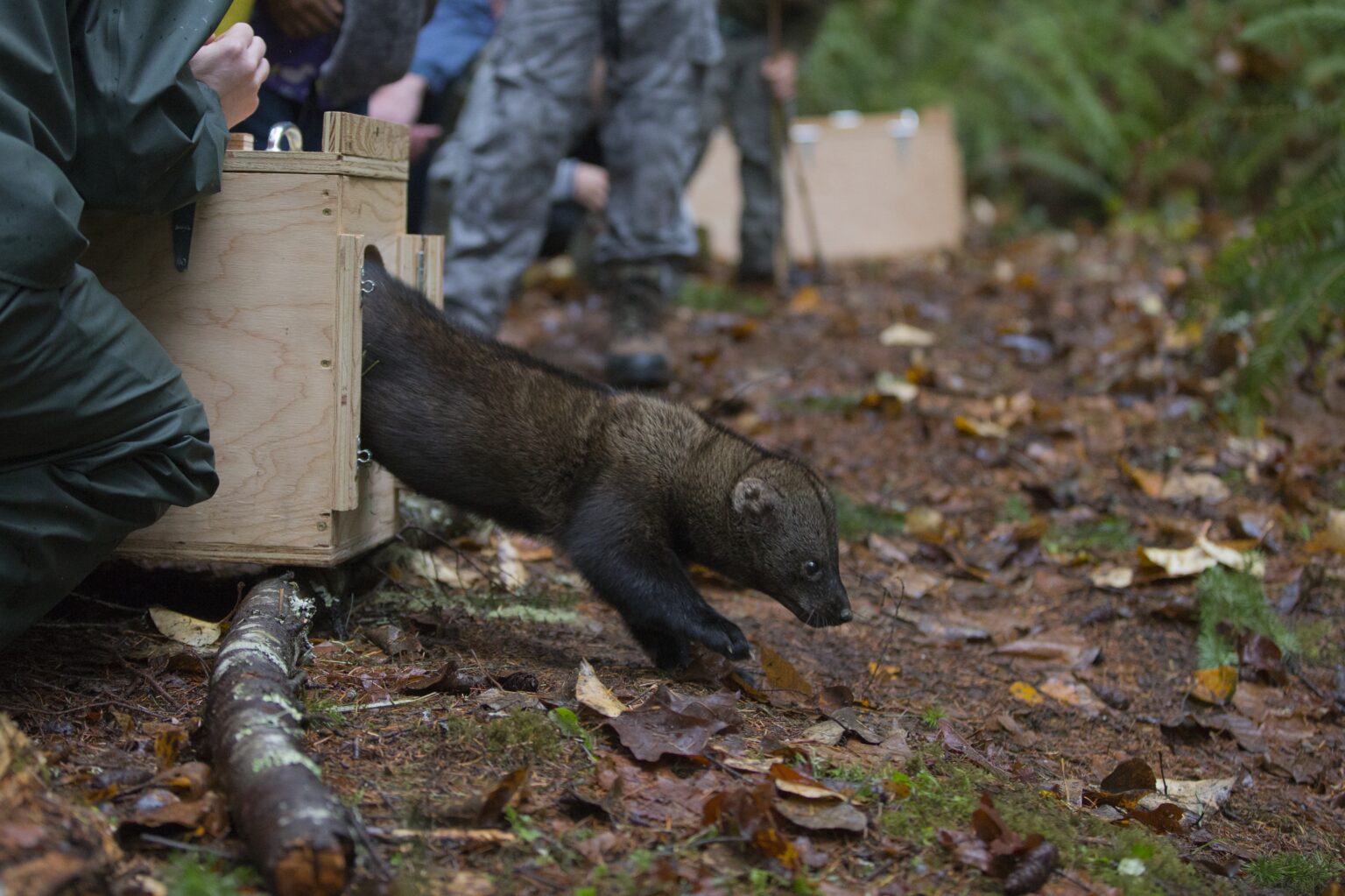 Los Planes de Acción Estatales para la Vida Silvestre Ayudan a Salvar ...