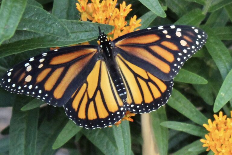 Making Sense of Butterfly Declines - The National Wildlife Federation Blog