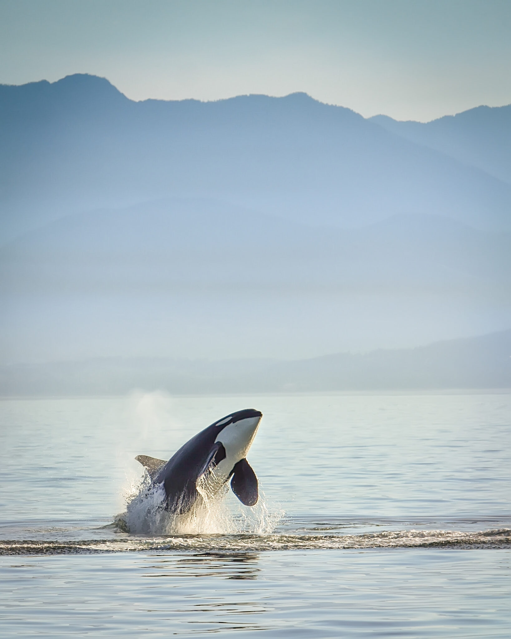 On the Hunt: Southern Resident Killer Whales Hunger for Vanishing Salmon - The National Wildlife ...