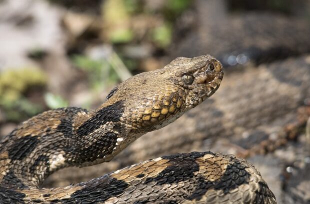 Which Animal has the Loudest ROAR? - The National Wildlife Federation Blog