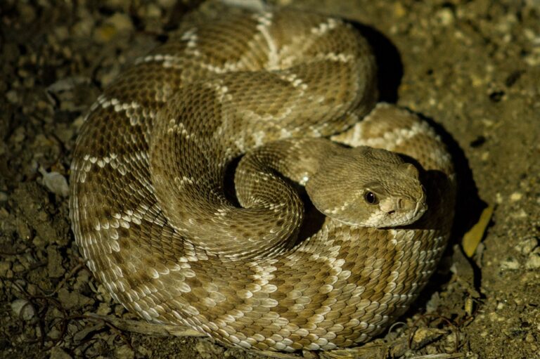 Weather is Warming, Look Out for Rattlers - The National Wildlife ...