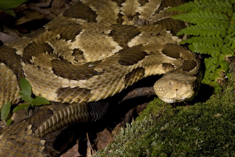 Weather is Warming, Look Out for Rattlers - The National Wildlife ...