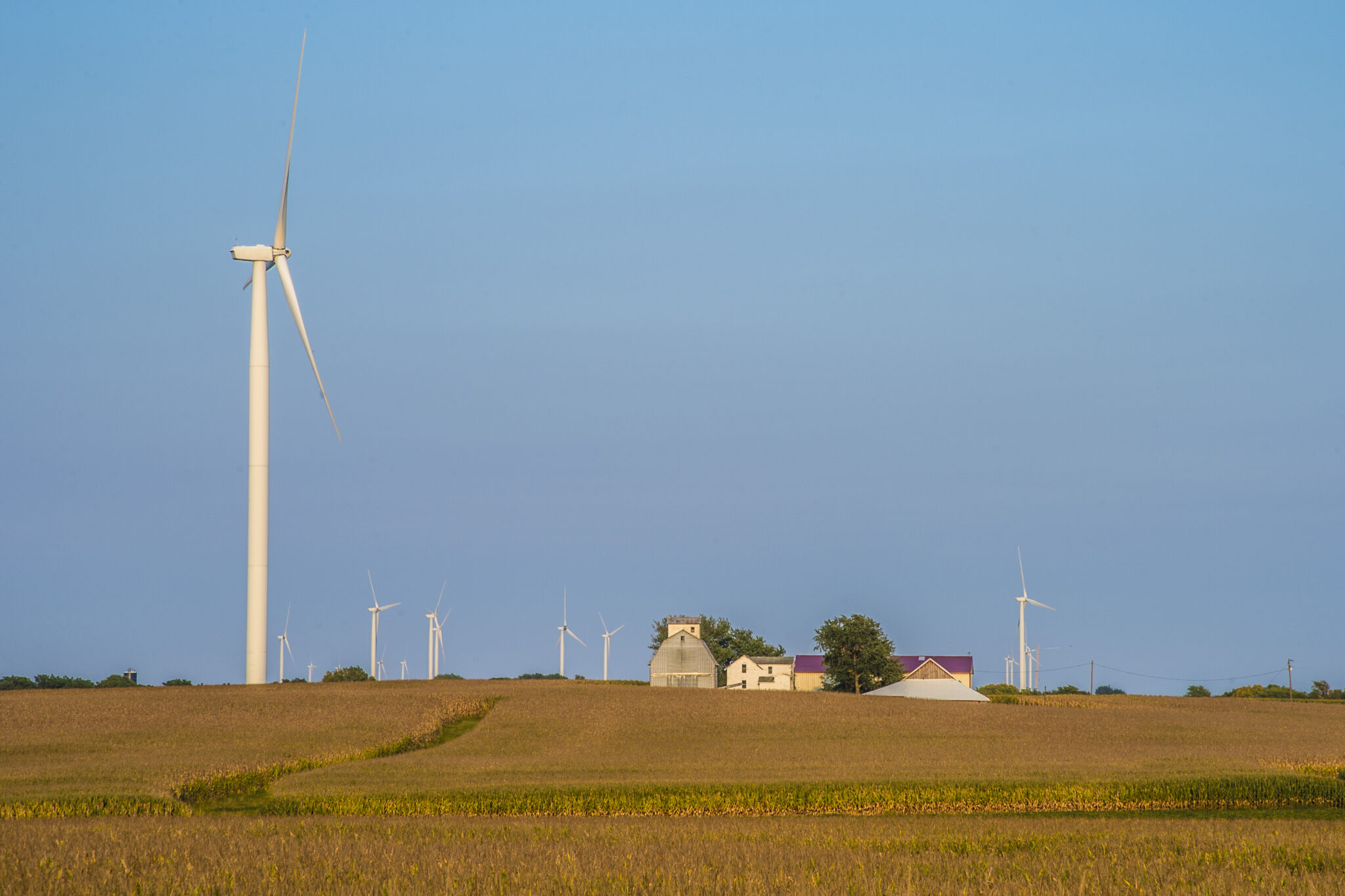 Protecting the Red Wolf: The Most Endangered Wolf in the World - The ...