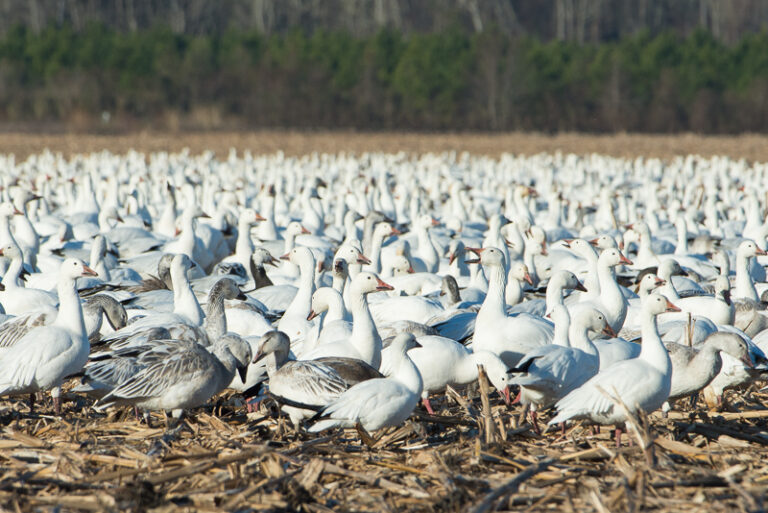 Ten National Wildlife Refuges That Need Our Support Most - The National ...