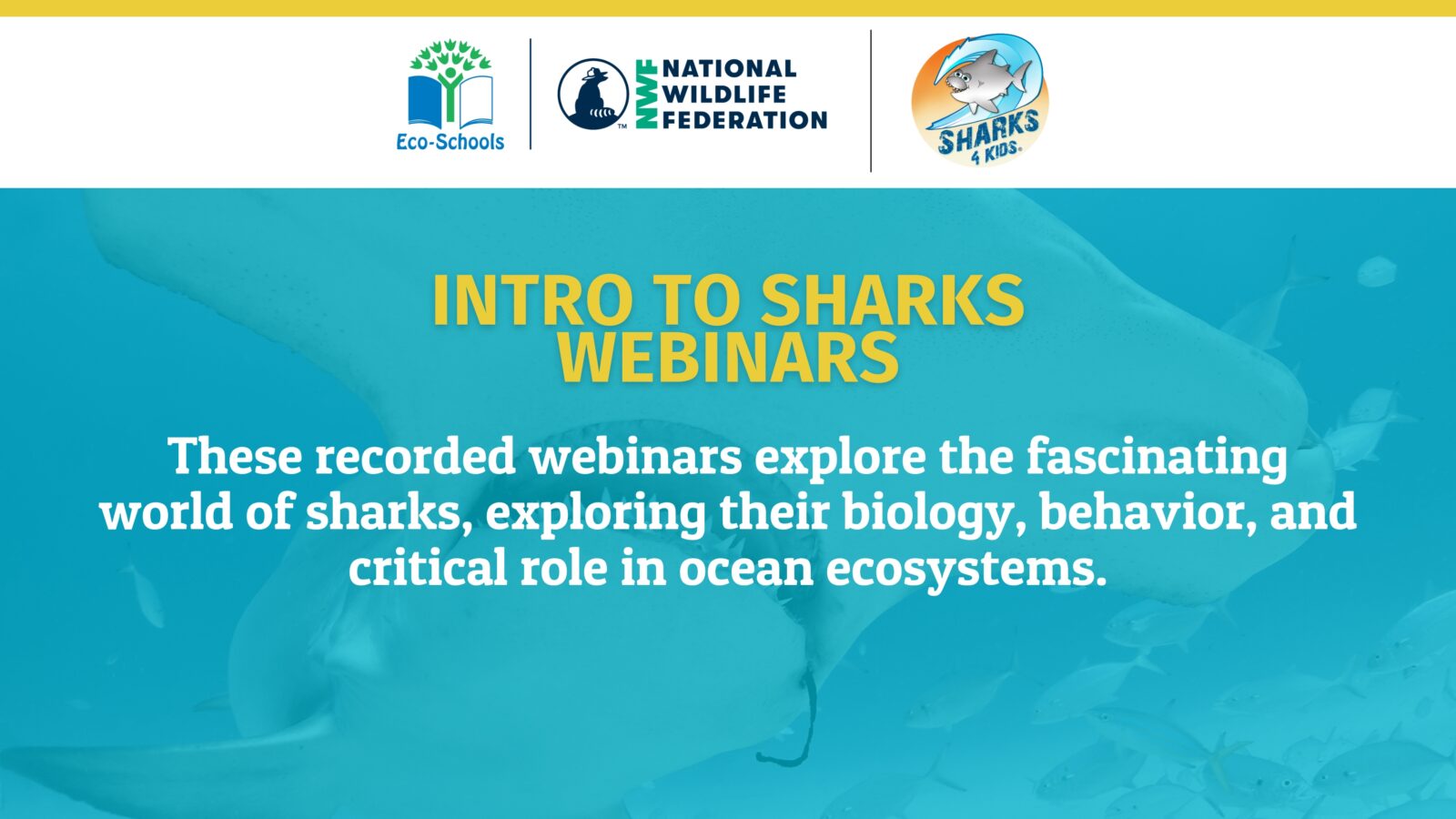 Dive Into Shark Education from the Classroom - The National Wildlife ...