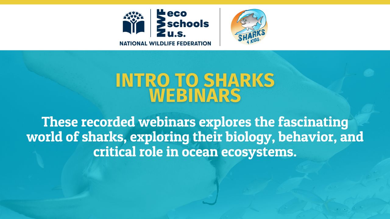 Dive Into Shark Education from the Classroom - The National Wildlife ...
