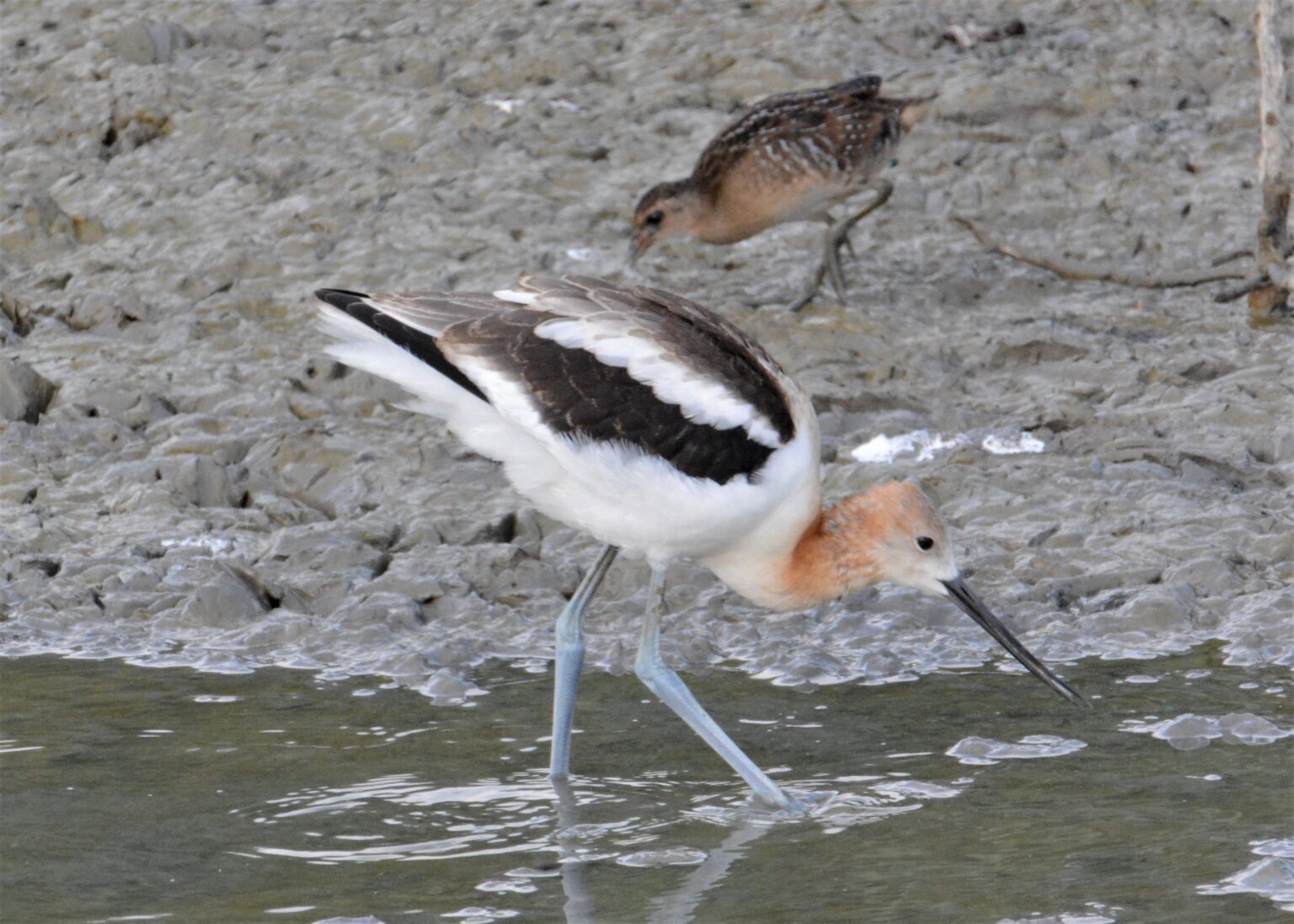 Ten National Wildlife Refuges That Need Our Support Most - The National ...