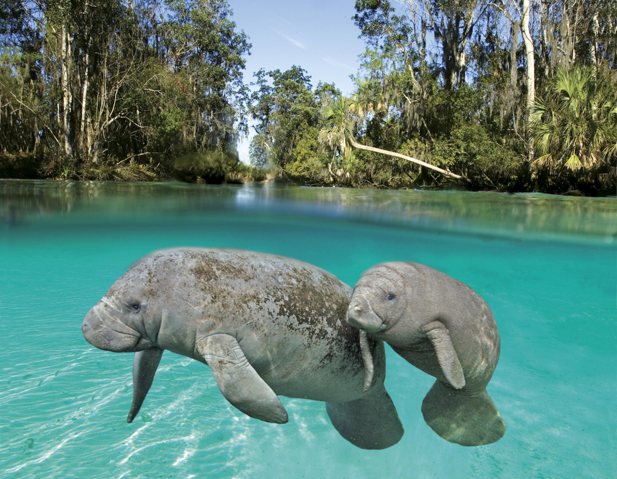 Manatees: The Mermaids of the Sea - The National Wildlife Federation Blog