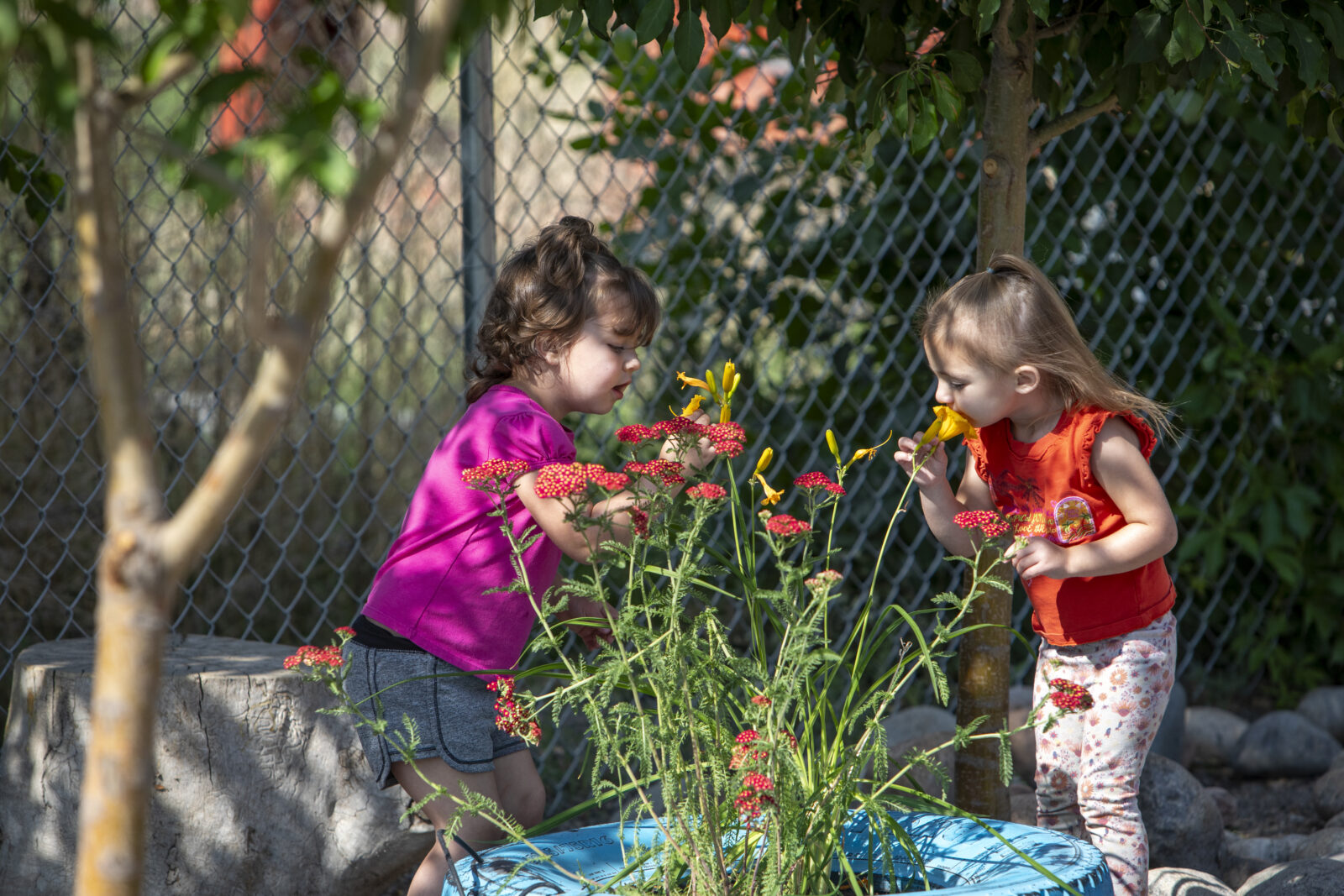 Protecting the Red Wolf: The Most Endangered Wolf in the World - The ...