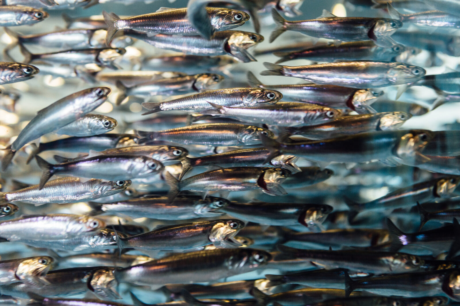 Forage Fish are the Unsung Heroes of the Sea - The National Wildlife ...