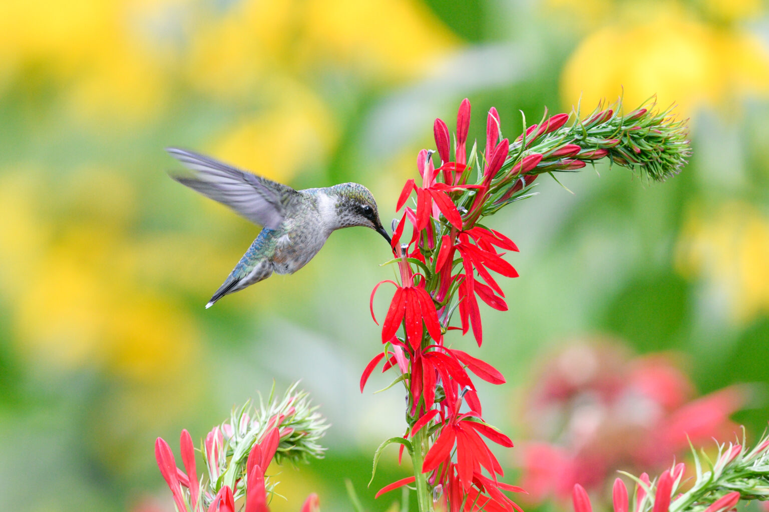 All Land is Native Land: Indigenous Peoples Deserve Access - The National Wildlife Federation Blog